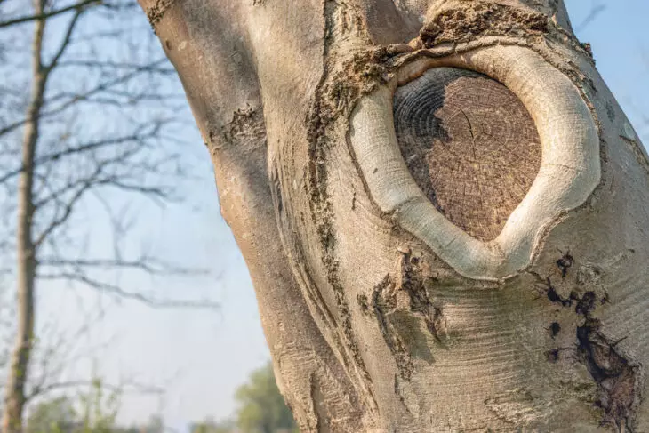 Hoe u uw bomen het hele seizoen lang gezond kunt houden? 1000_1