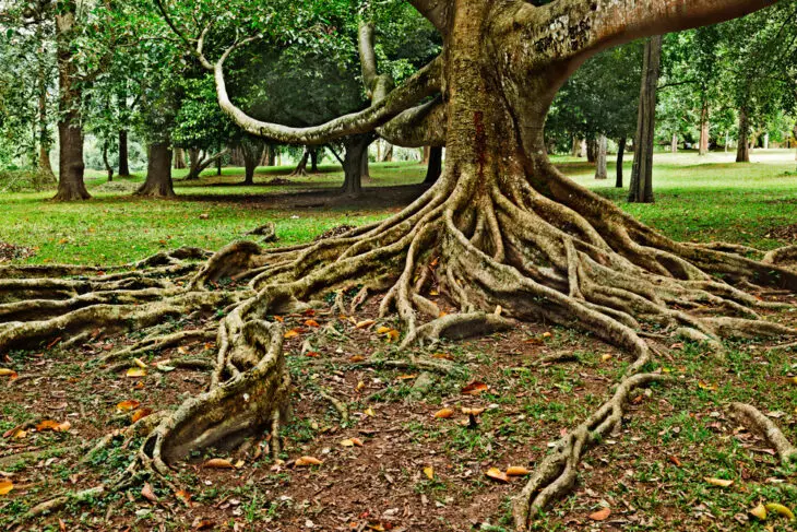 Hoe u uw bomen het hele seizoen lang gezond kunt houden? 1000_2