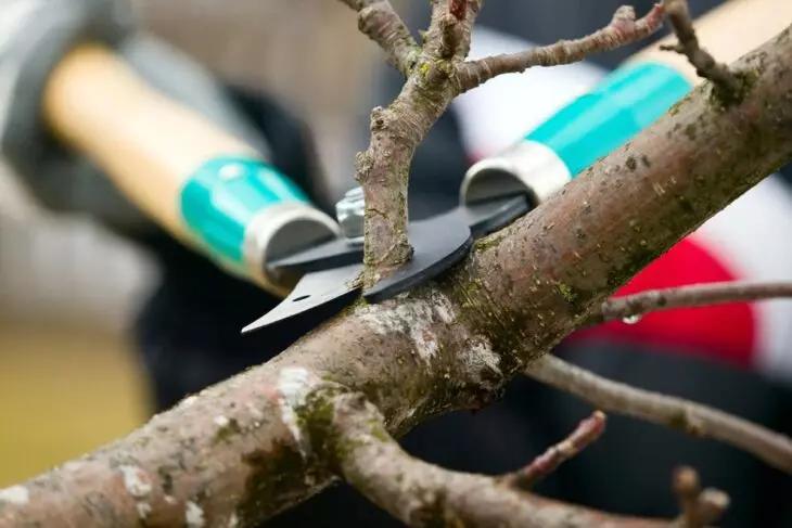 Comment garder vos arbres en bonne santé tout au long de la saison 1000_3