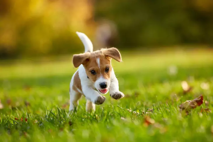 Kutyát nevelni? 5 legjobb tipp egészséges, boldog kutyák számára 10119_4