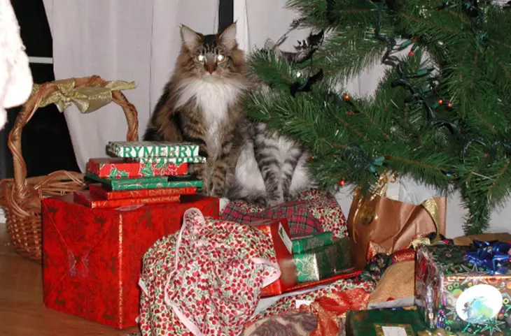 5 razones por las que a los gatitos les encanta la Navidad 10121_2