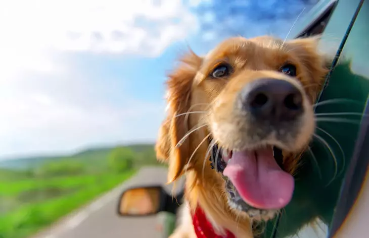 Οι κορυφαίες συμβουλές για να ταξιδέψετε με τον σκύλο σας 10127_1
