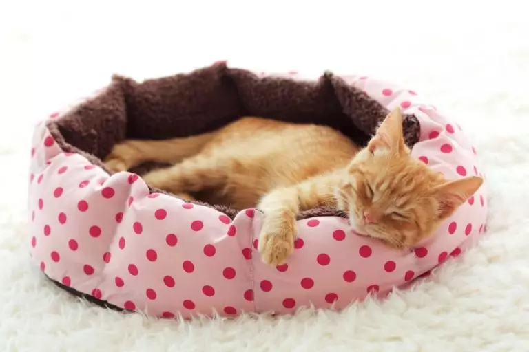 DIY-猫用ベッド