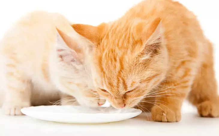 Qual è il miglior cibo per gatti? 10131_1