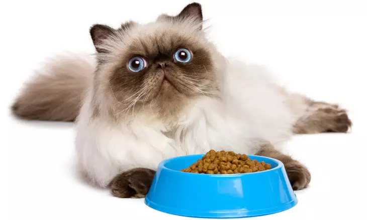 بهترین غذا برای گربه ها چیست؟ 10131_2
