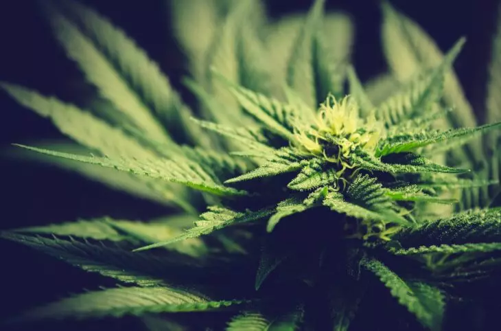 Come iniziare a coltivare cannabis autofiorente? 10907_2