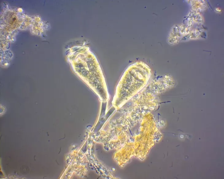 Микробҳо - пояҳои тозакунии партовҳои саноатӣ 11333_3