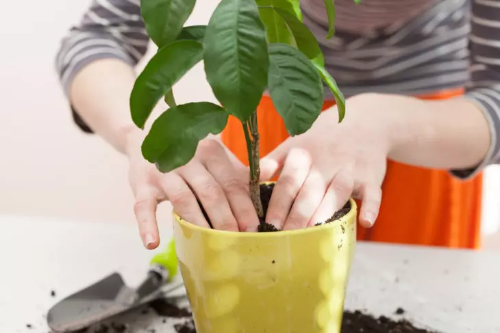 Sådan vælger du de bedste stueplanter 1153_1