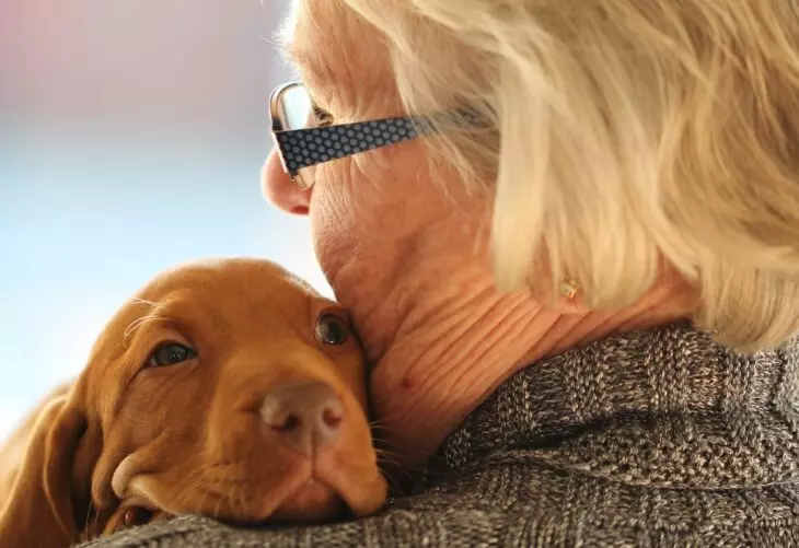 4 razões pelas quais os Labrador Retrievers são a melhor raça de cães para idosos 11669_1