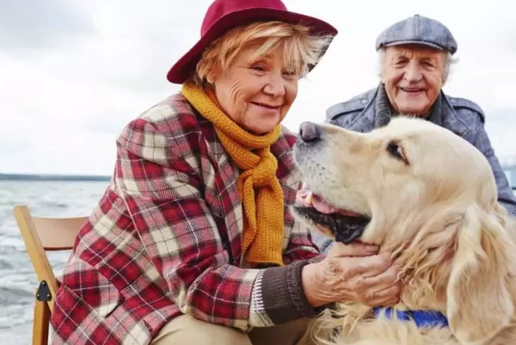 4 motivi per cui i Labrador Retriever sono la migliore razza di cani per gli anziani 11669_2