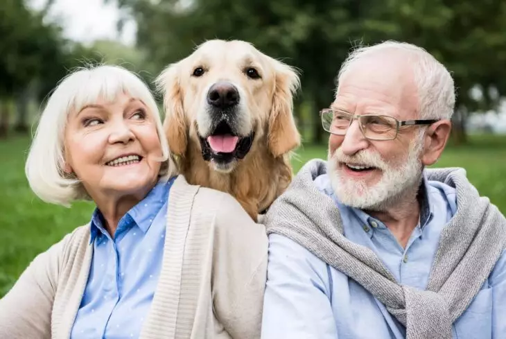 4 razones por las que los labradores son la mejor raza de perros para personas mayores 11669_3