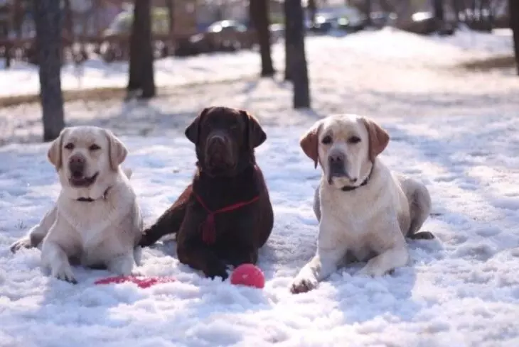 Awọn idi 4 Labrador Retrievers jẹ ajọbi aja ti o dara julọ fun awọn agbalagba 11669_4