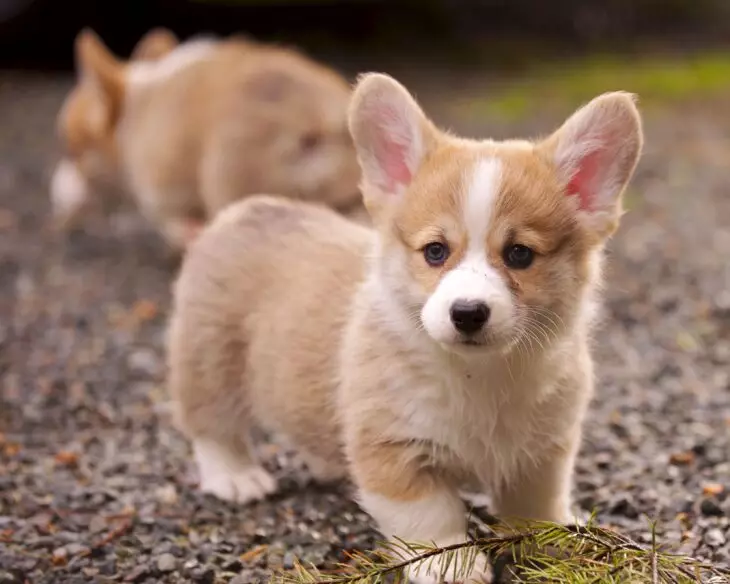 6 cousas que debes saber antes de comprar un cachorro Corgi 12028_1