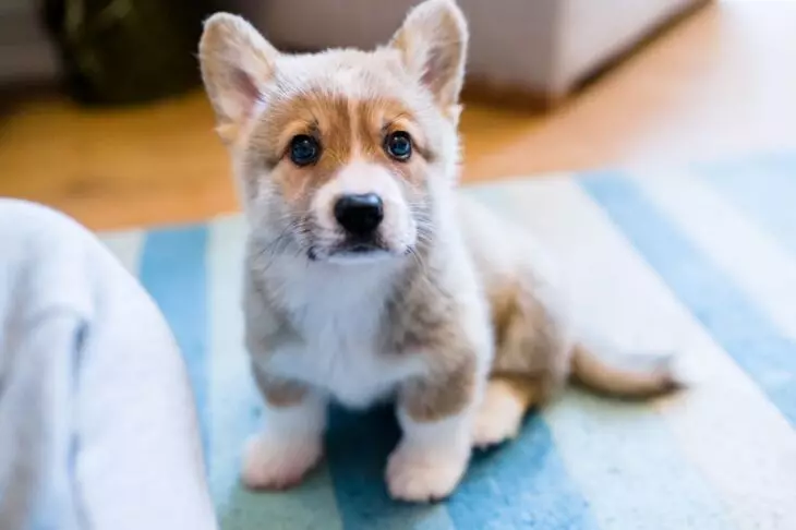 Awọn nkan 6 lati mọ Ṣaaju ki o to Ra Puppy Corgi kan 12028_2