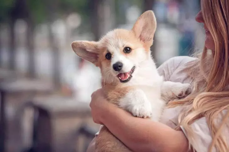 6 cousas que debes saber antes de comprar un cachorro Corgi 12028_3