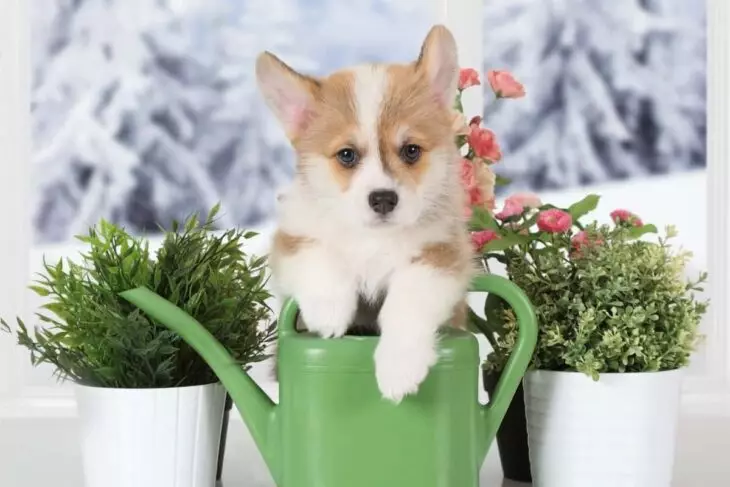 Awọn nkan 6 lati mọ Ṣaaju ki o to Ra Puppy Corgi kan 12028_4