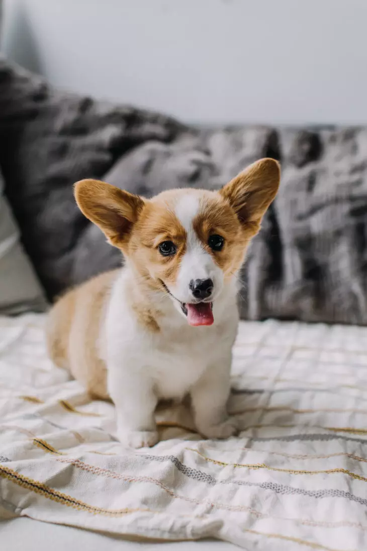 6 cousas que debes saber antes de comprar un cachorro Corgi 12028_5