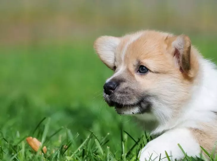 Awọn nkan 6 lati mọ Ṣaaju ki o to Ra Puppy Corgi kan 12028_6