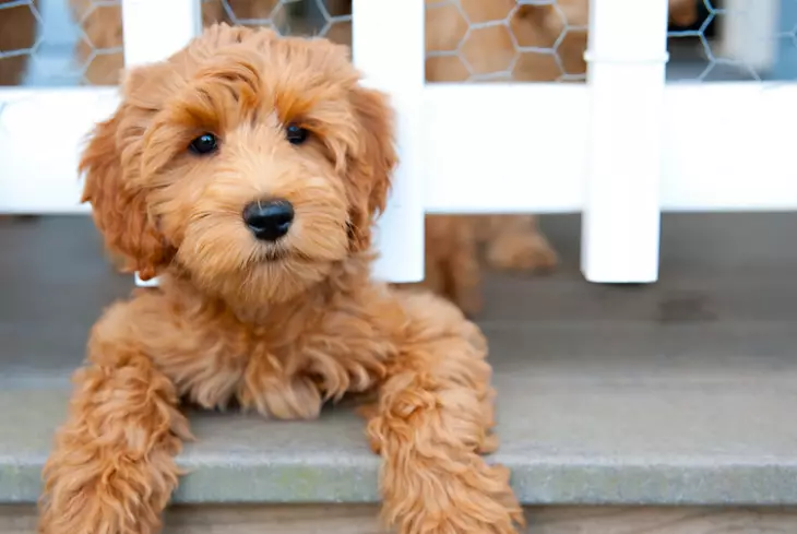 Labradoodle Yavrusu Sahiplenmeden Önce Bilmeniz Gereken 6 Şey 12029_1