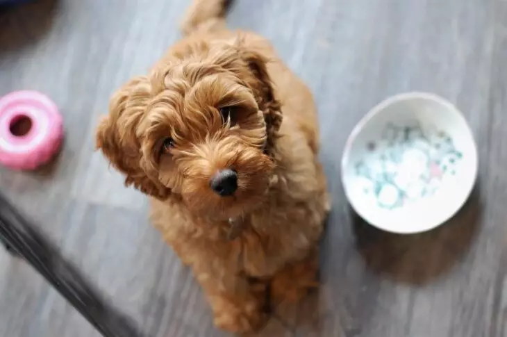 Labradoodle Yavrusu Sahiplenmeden Önce Bilmeniz Gereken 6 Şey 12029_2