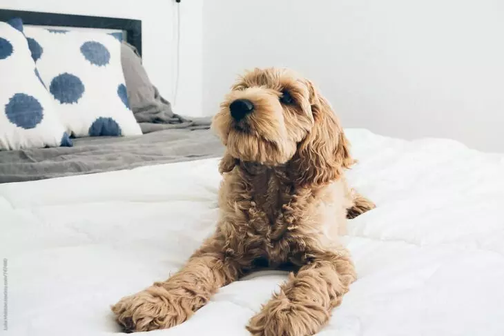 Labradoodle බලු පැටියෙකු හදා ගැනීමට පෙර දැනගත යුතු කරුණු 6ක් 12029_5