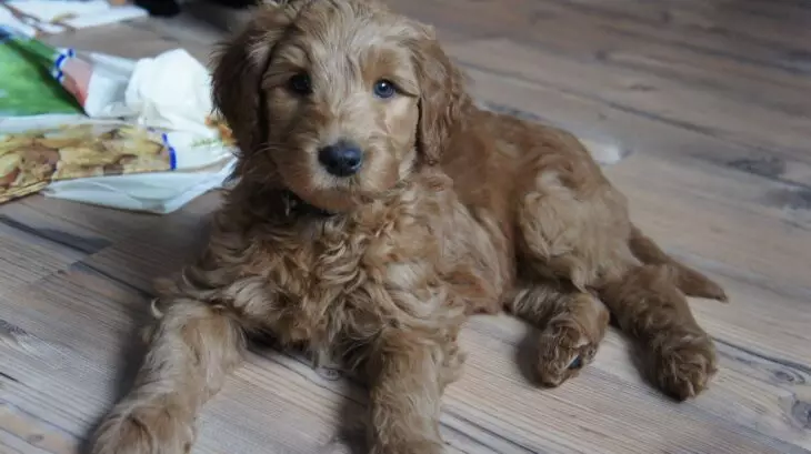 6 Yam Yuav Tsum Paub Ua Ntej Koj Yuav Tau Txais Labradoodle Puppy 12029_6