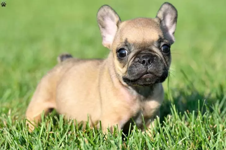 5 Mga Butang nga Hibal-an Kung Nagpalit ug French Bulldog Puppy 12032_2