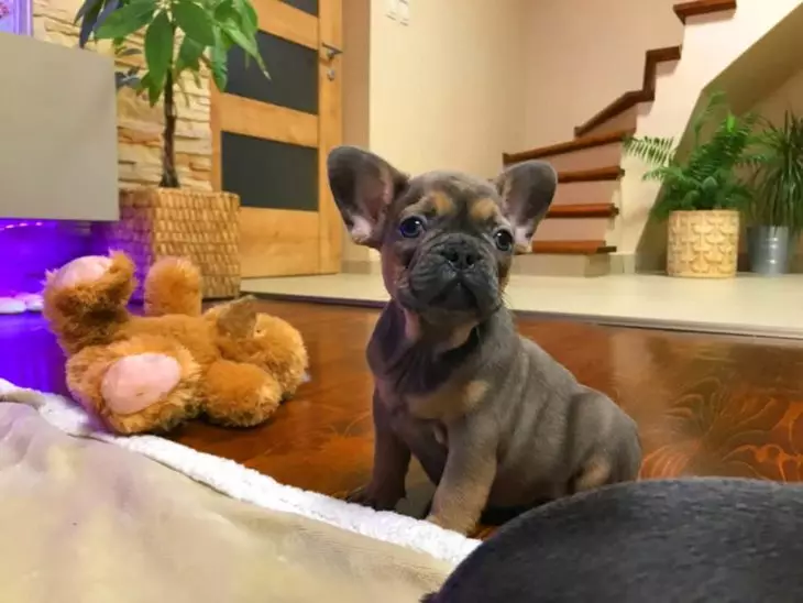 French Bulldog Puppy ကိုဝယ်တဲ့အခါ သိထားသင့်တဲ့အချက် ၅ ချက် 12032_4