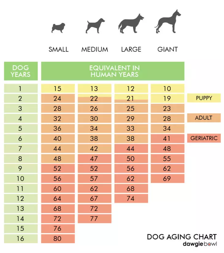 7 mitos sobre cães amplamente aceitos e por que eles estão errados! 12047_4