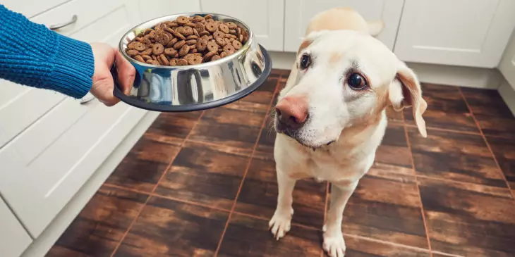 7 mitos sobre cães amplamente aceitos e por que eles estão errados! 12047_8