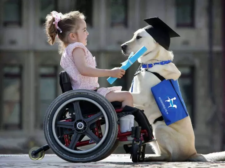 Anjing Bantuan: Klasifikasi Anjing Membantu Orang Kurang Upaya 12067_2