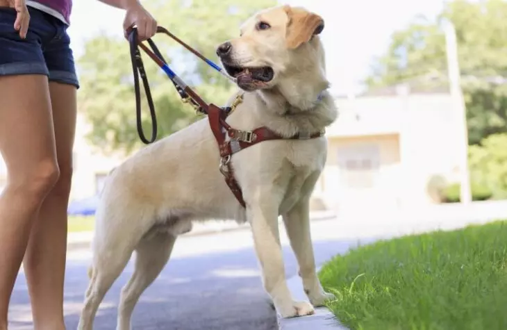 Psi pomagači: Klasifikacije pasa koji pomažu osobama sa invaliditetom 12067_3