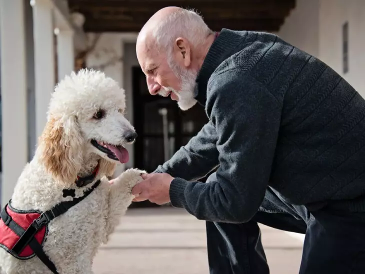 Psi pomagači: Klasifikacije pasa koji pomažu osobama sa invaliditetom 12067_4
