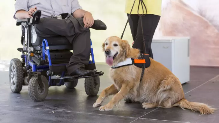 Assistenzhunde: Klassifikationen von Hunden, die Menschen mit Behinderungen helfen 12067_6