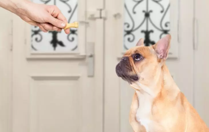 4 consells per trobar les llaminadures CBD adequades per als vostres gossos 12093_1