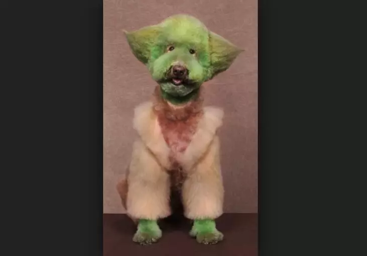 Doggy Nightmares: 8 Miserable Dog-testant Sa Isang Extreme Dog Grooming Competition 12100_5