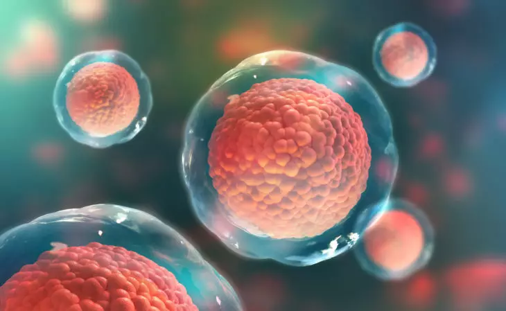 储存干细胞——迈向健康未来的一步 12313_1