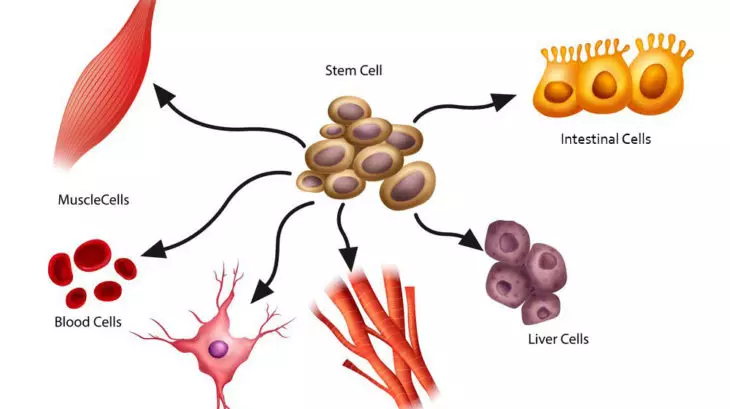 Banking stem cell - dingana mankany amin'ny hoavy salama 12313_3