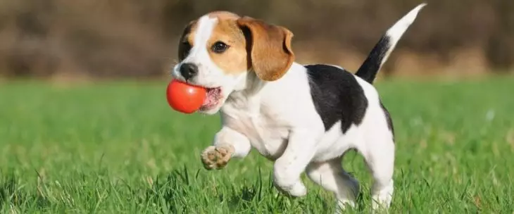 Essinsjele manieren hoe't húsdieren minsken helpe om har stress te ferminderjen 12332_3