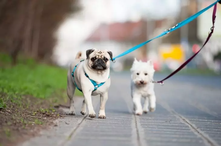 Homens verificam meu cachorro mais do que eu e eu tenho sentimentos mistos sobre isso 12358_1