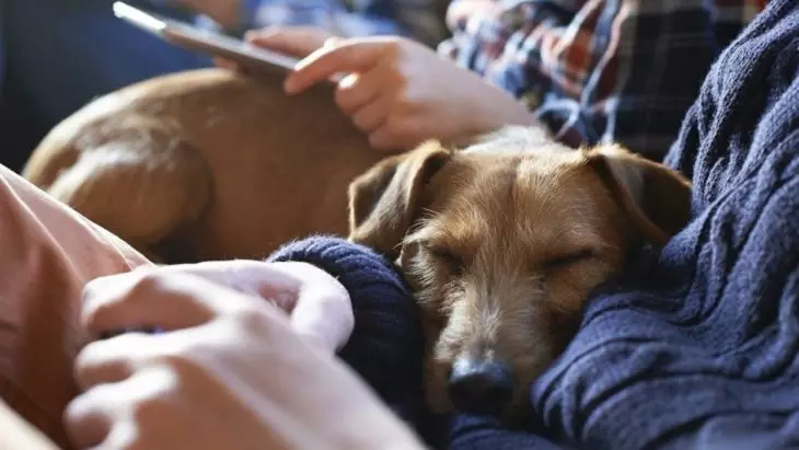 13あなたの犬が本当にあなたを愛している兆候（私の犬のルッカによって示されているように） 12359_5