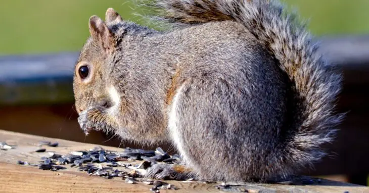 Alamomi guda 6 na kamuwa da cutar squirrel a gidanku 12972_5