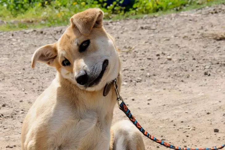 Bagaimanakah Anjing Anda Mendapat Manfaat Daripada Rawatan Pemulihan Hidroterapi 13072_2