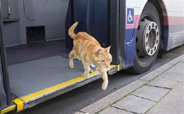 Brave Cat Daily Battles Waktu Sibuk Di Kereta Bawah Tanah Tokyo 13850_1