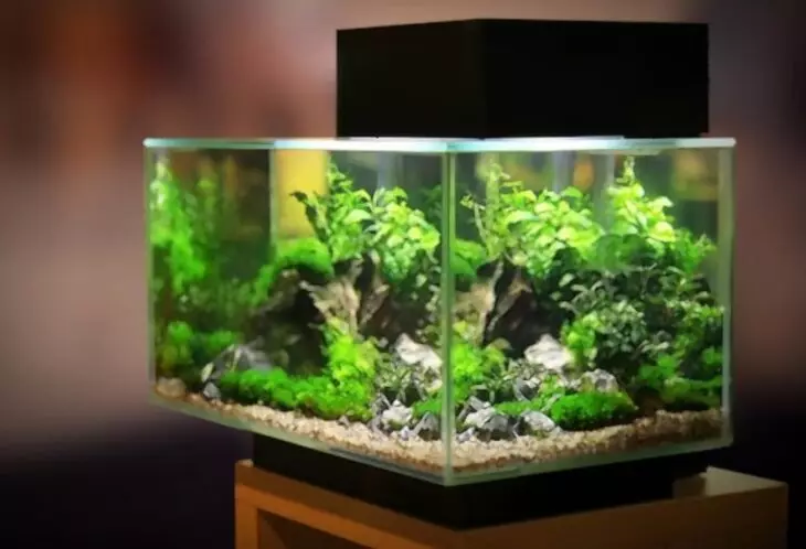 Top 3 beste 10-gallon aquariums om nu te kopen 14599_4