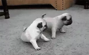 8 dichosos GIF de cachorros que limpian el cerebro, porque Dios mío, todavía quedan tres debates más 15434_1