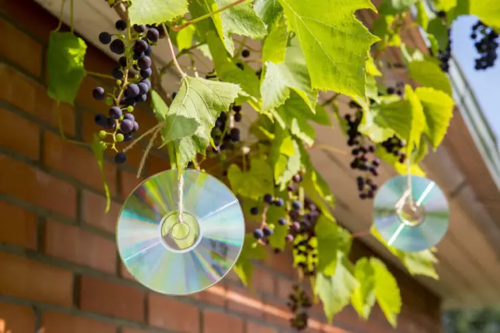 So halten Sie Vögel in 7 einfachen Schritten von Ihrem Garten fern – Leitfaden 2022 15558_4