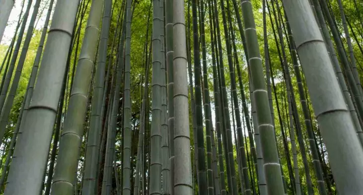 6 iemesli, kāpēc bambusa mēbeles ir tik populāras 2022. gadā 15642_2