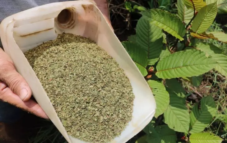 Kratom бөөний худалдаа - 2022 гарын авлага 15825_1