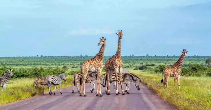Почему вы должны посетить национальный парк Крюгера в Южной Африке в 2022 году 16031_2